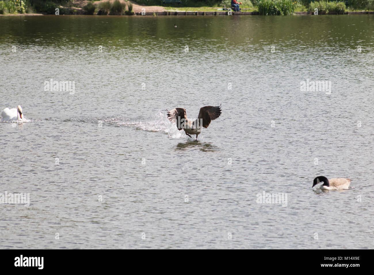 Gathering on the Water Stock Photo - Alamy