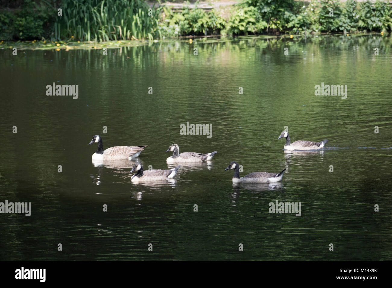 Horse Riding at Birkacre Stock Photo - Alamy