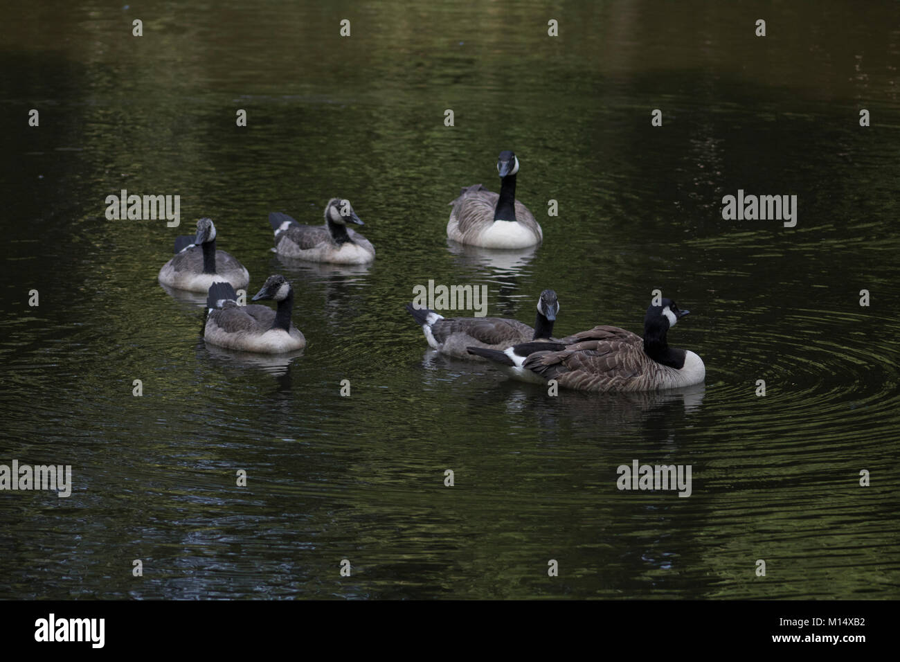 Birkacre hi-res stock photography and images - Alamy
