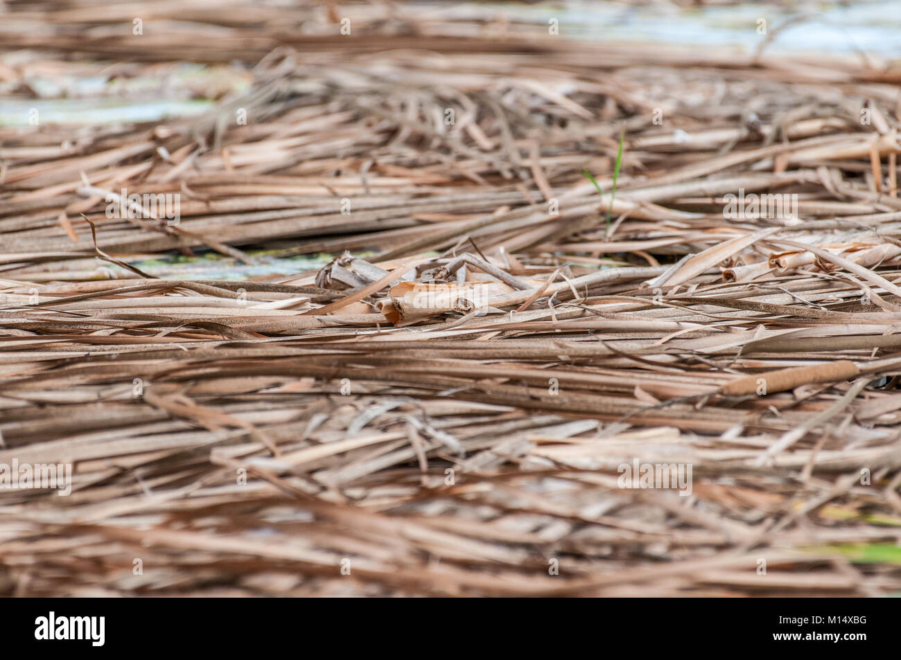 pile of dry water reed floating in the water, Ebro Delta, Tarragona ...