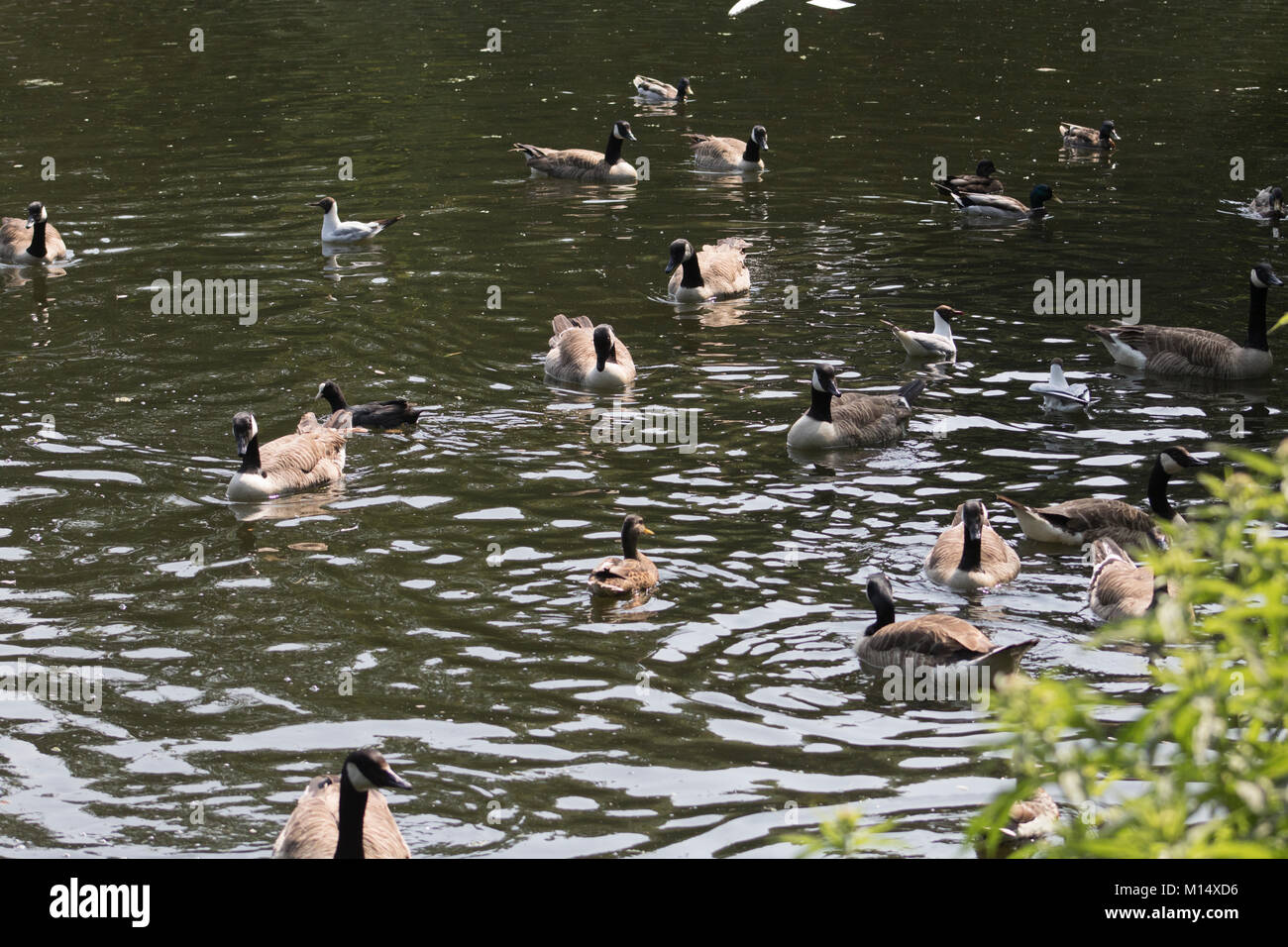 Gathering on the Water Stock Photo - Alamy