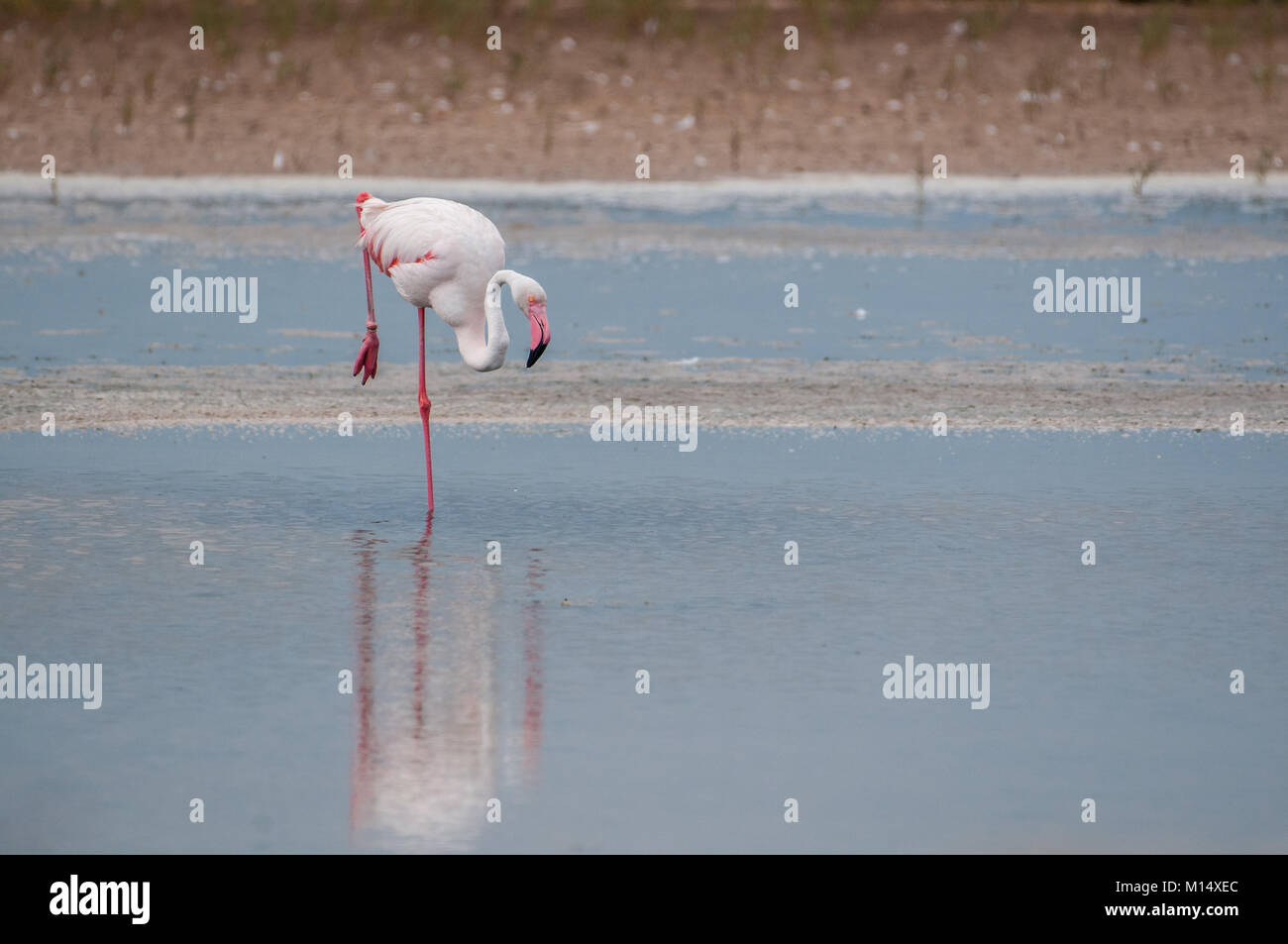 Flamingo leg hi-res stock photography and images - Alamy