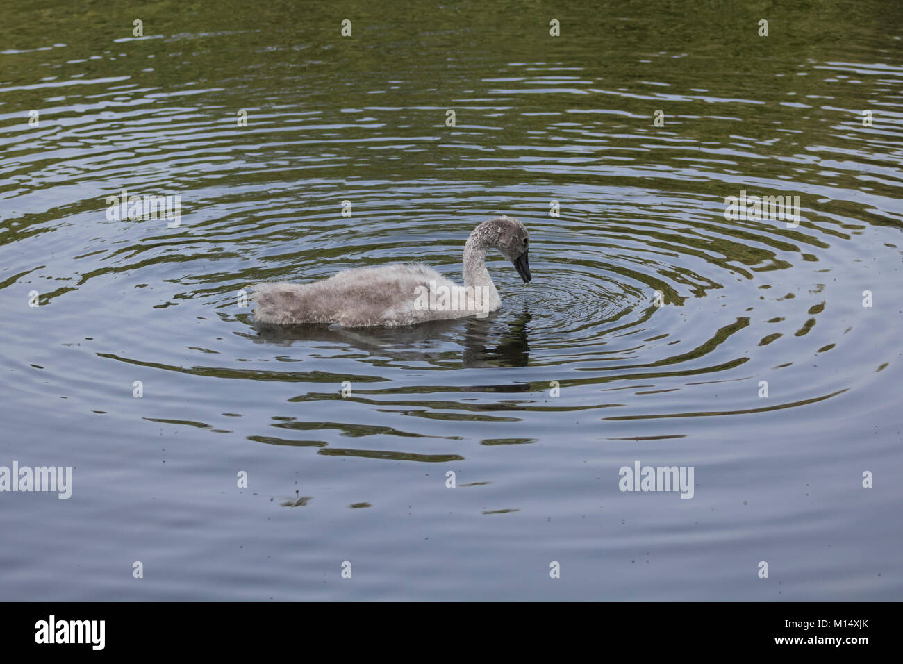 Birkacre hi-res stock photography and images - Alamy
