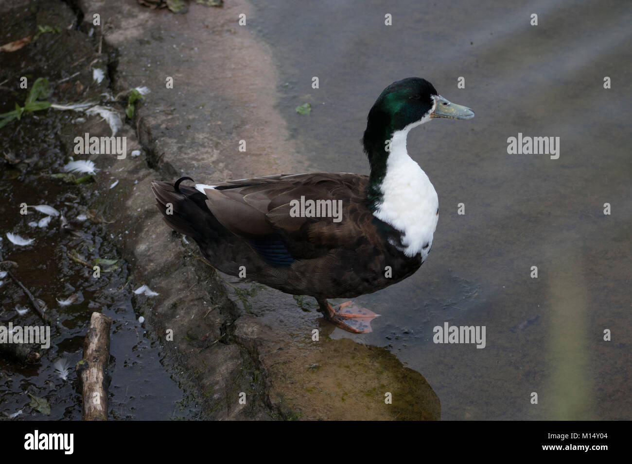 Duck on the Look Out Stock Photo - Alamy
