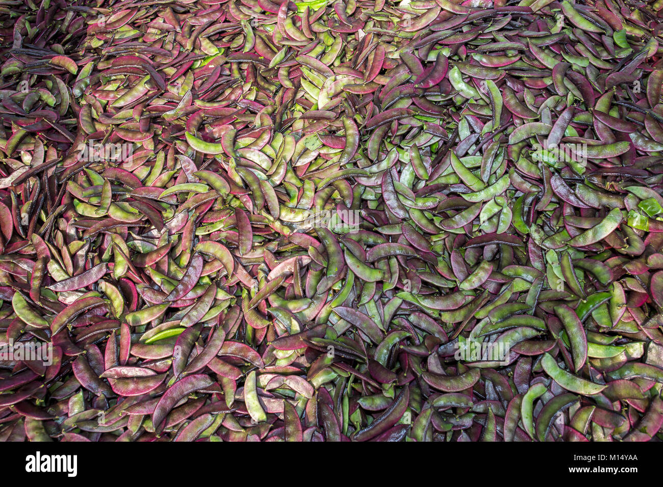 Purple color Lablab Dolichos Bean at Iswardi, Bangladesh Stock Photo ...