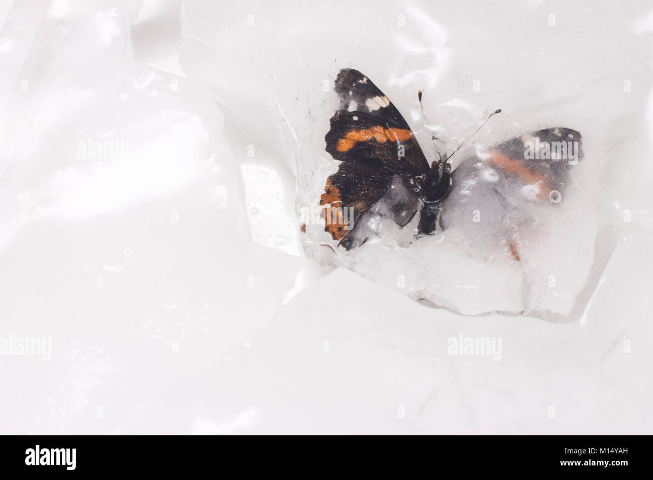 Butterfly in ice Stock Photo - Alamy