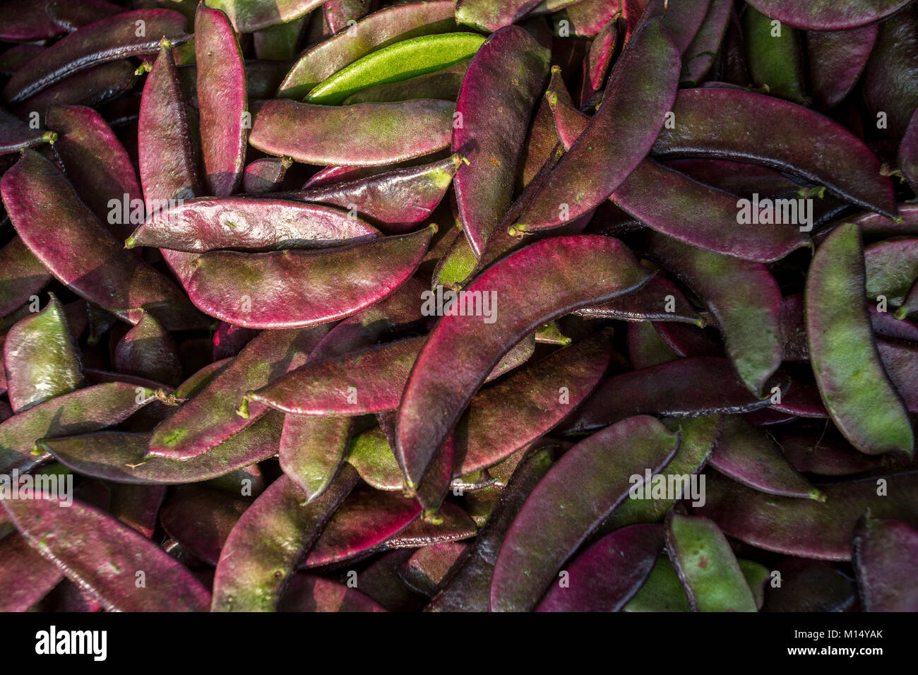 Purple color Lablab Dolichos Bean at Iswardi, Bangladesh Stock Photo ...