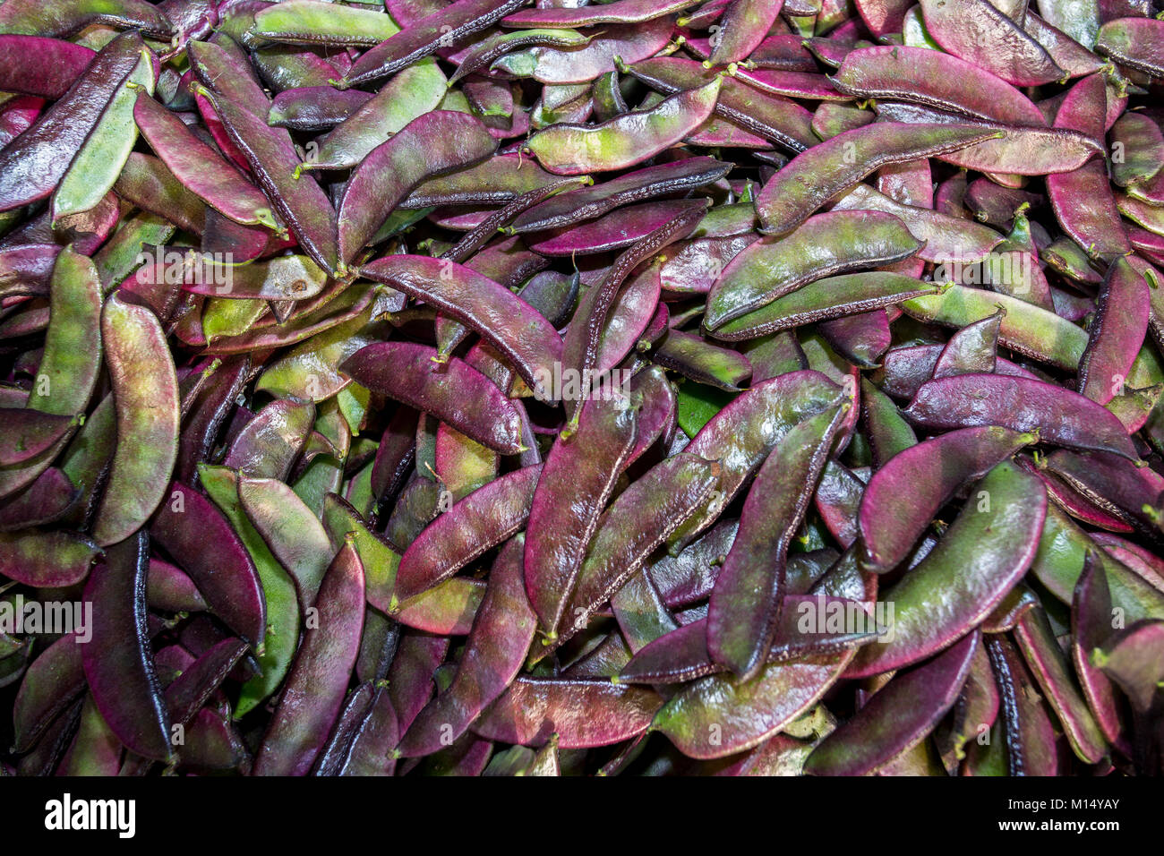 Purple color Lablab Dolichos Bean at Iswardi, Bangladesh Stock Photo ...