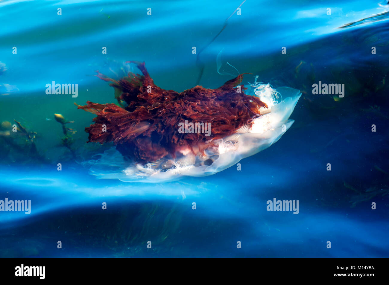 Jellyfish in the Atlantic ocean, Ireland Stock Photo - Alamy