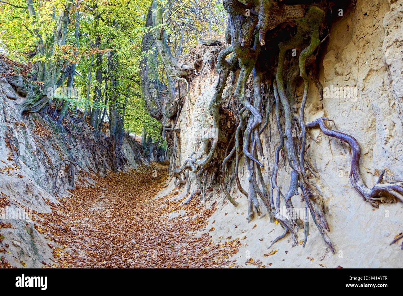 Poland, George in Kazimierz Wielki Stock Photo - Alamy