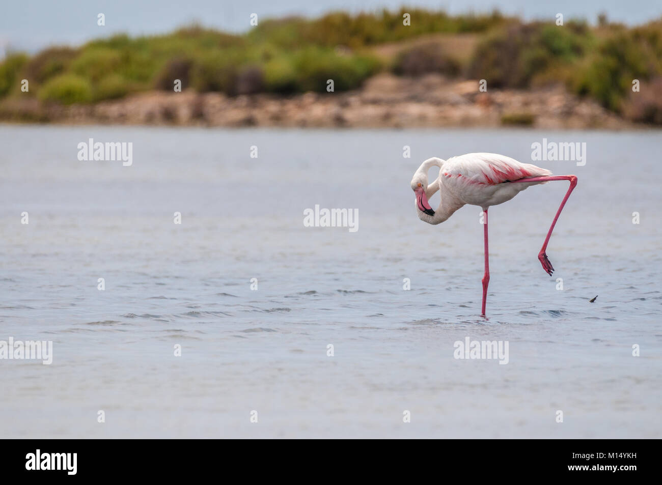 greater flamingo (Phoenicopterus roseus) resting with one leg raised ...
