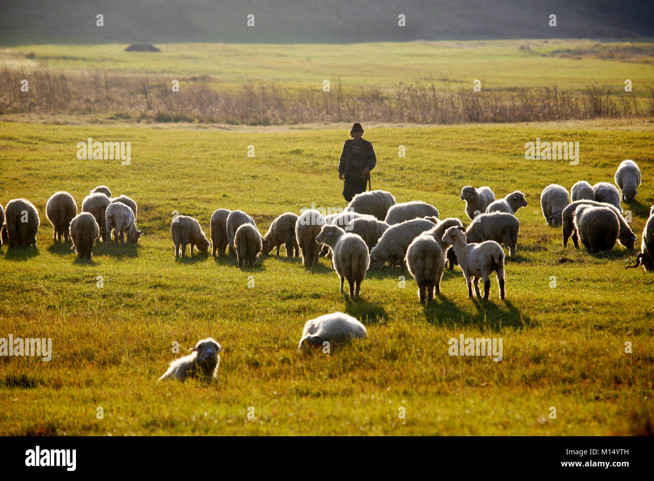 Poland, Podhale, Sheeps Stock Photo - Alamy