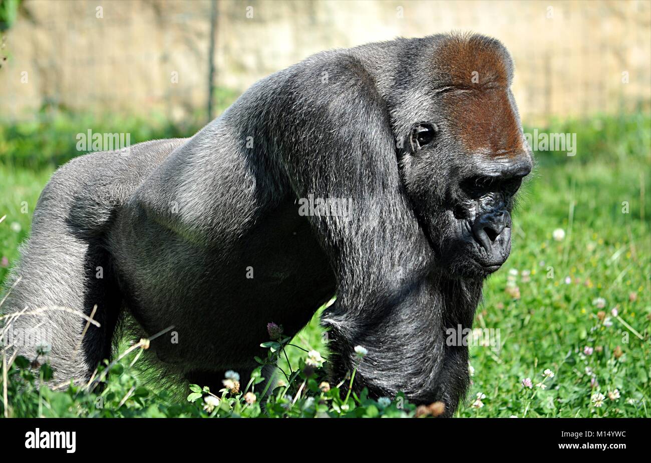 monkey - gorilla Stock Photo - Alamy