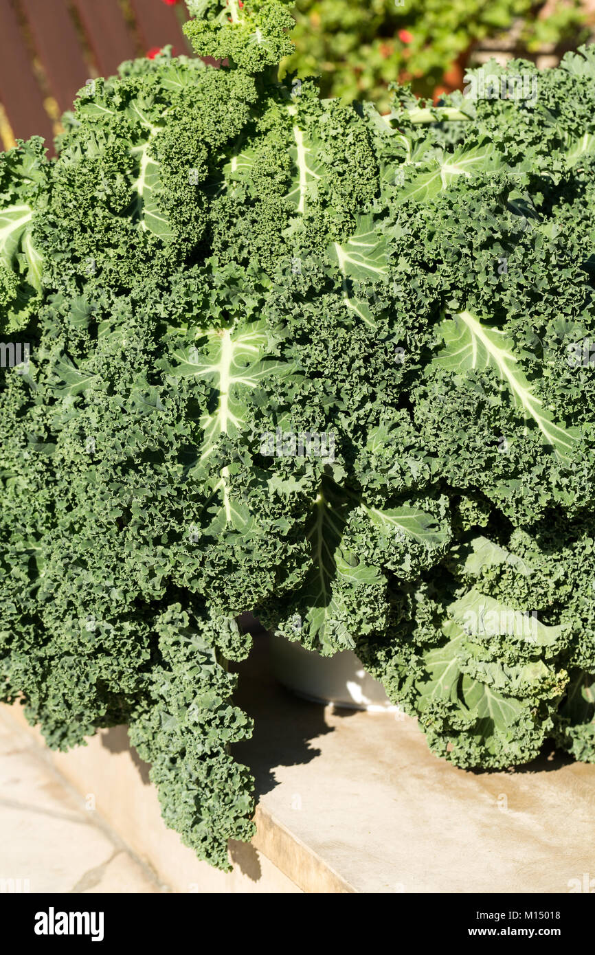 A healthy fresh curly kale Stock Photo - Alamy
