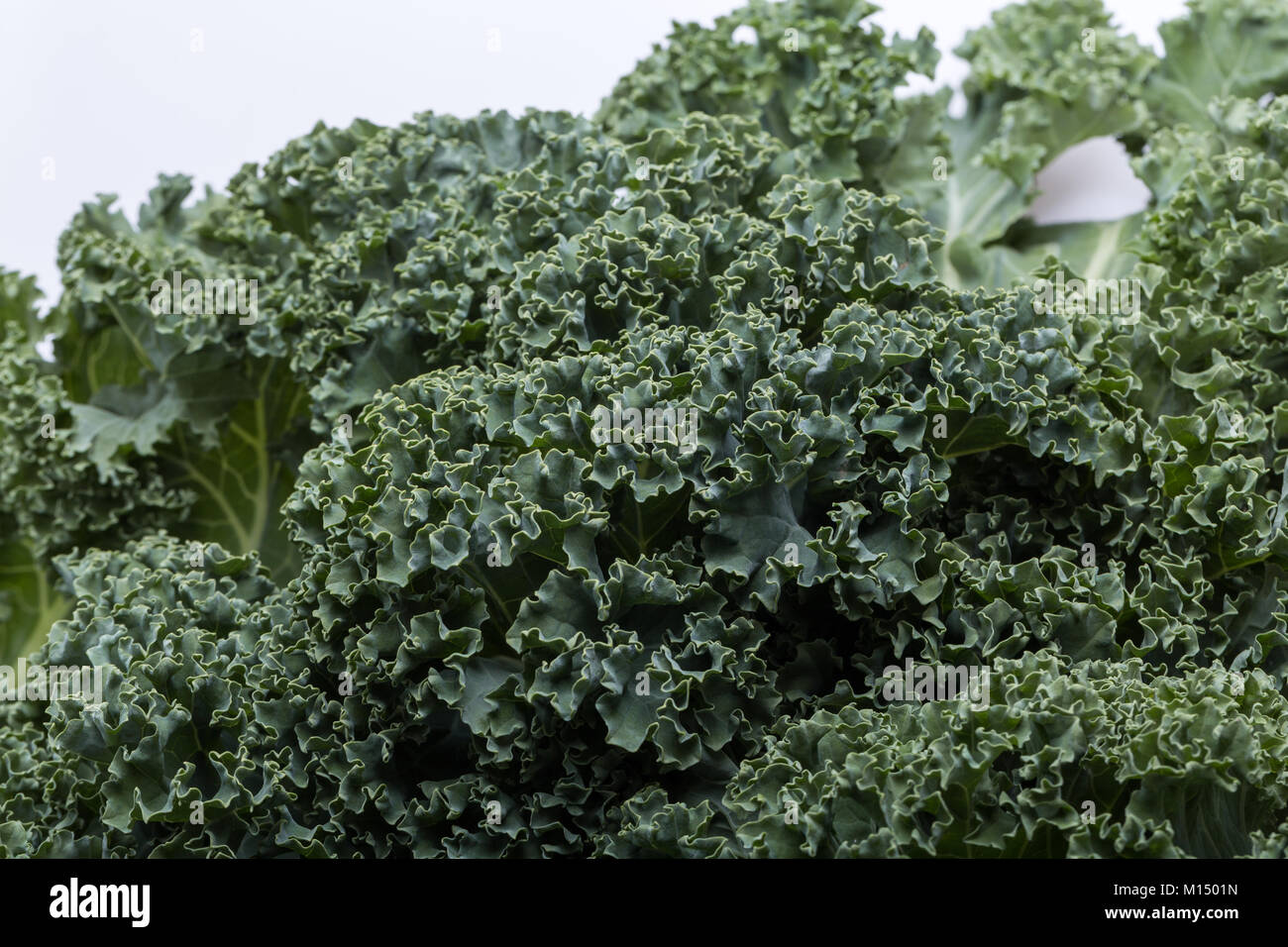 A healthy fresh curly kale Stock Photo - Alamy