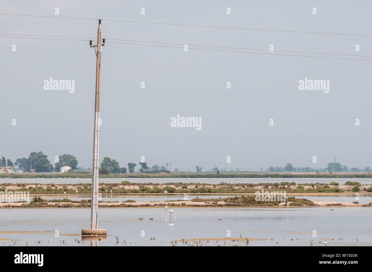 electric pole in the middle of a wetland, Ebro Delta, Tarragona ...