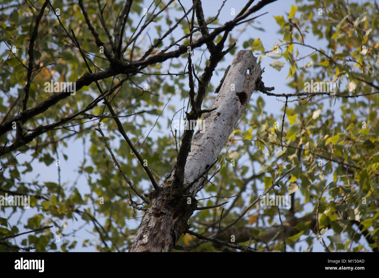 dry branches of trees Stock Photo - Alamy
