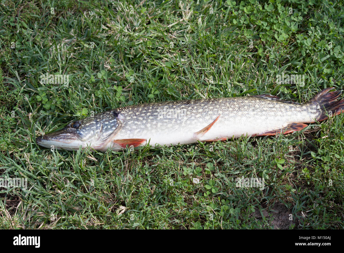 Pike in the grass Stock Photo - Alamy