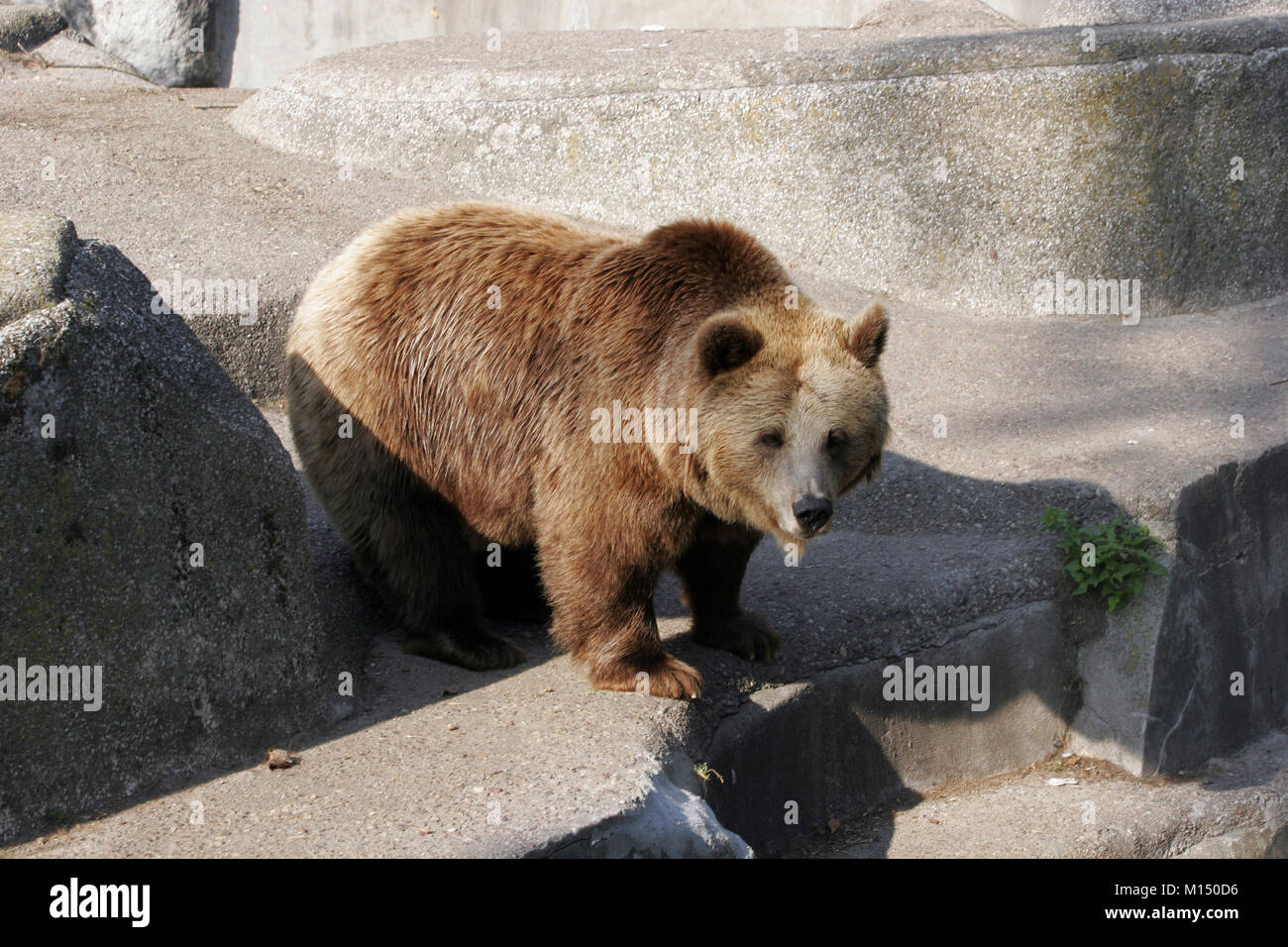 Poland, Warsaw, Bear in zoo Stock Photo - Alamy