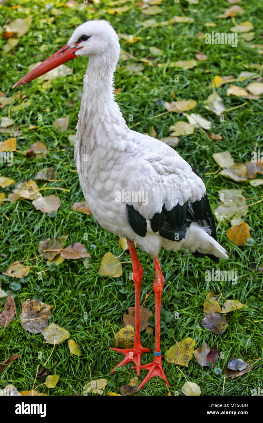 Stork in zoo hi-res stock photography and images - Alamy