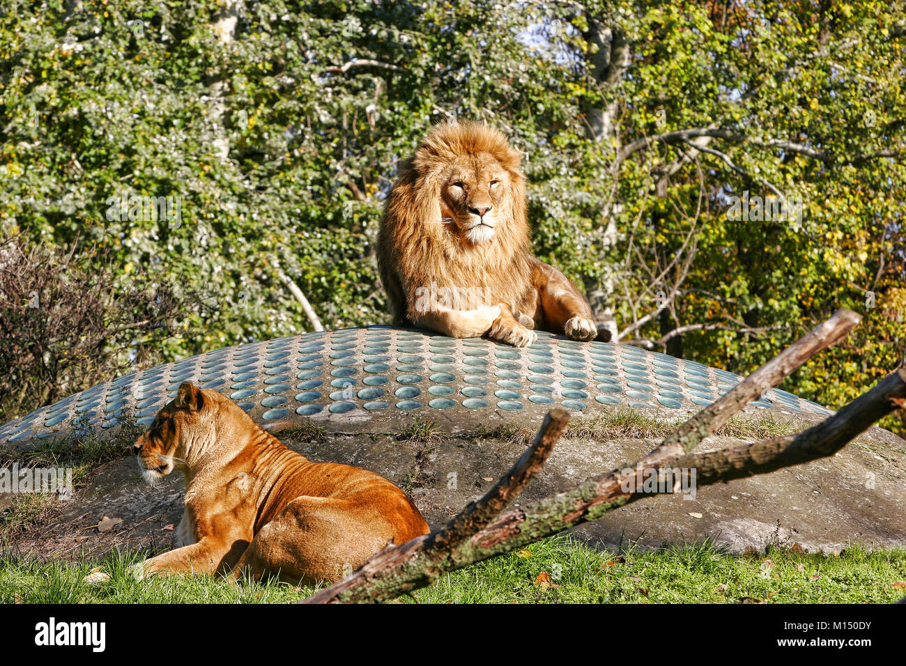 Poland, Zoo in Warsaw Stock Photo - Alamy