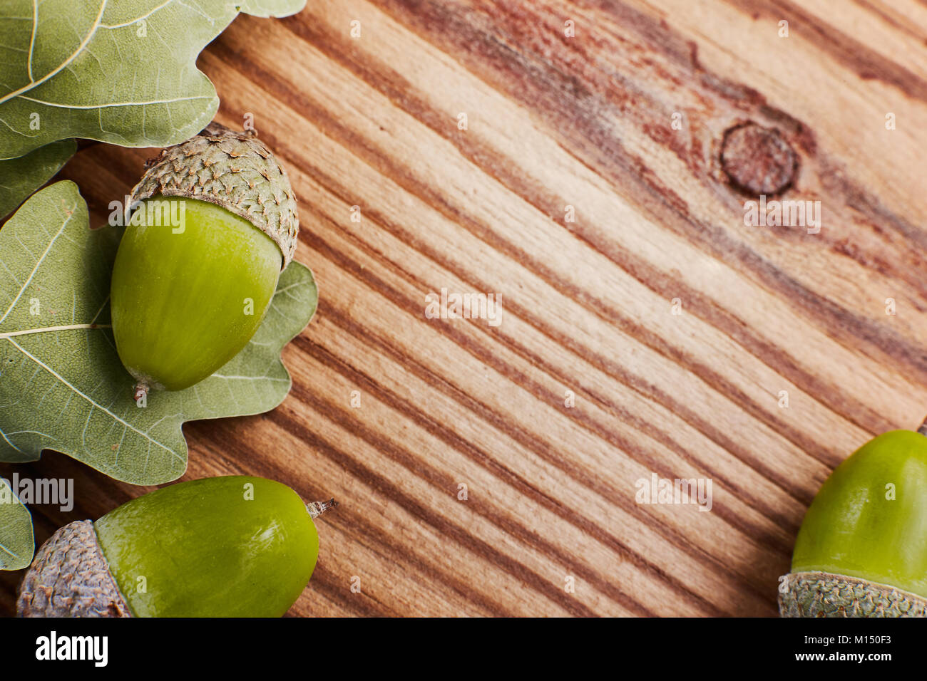 Green oak leaves hi-res stock photography and images - Alamy
