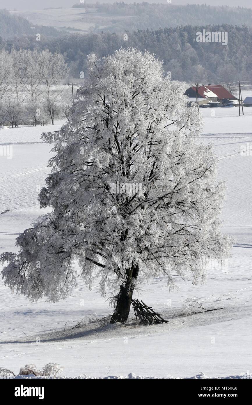 Tree in winter Stock Photo - Alamy