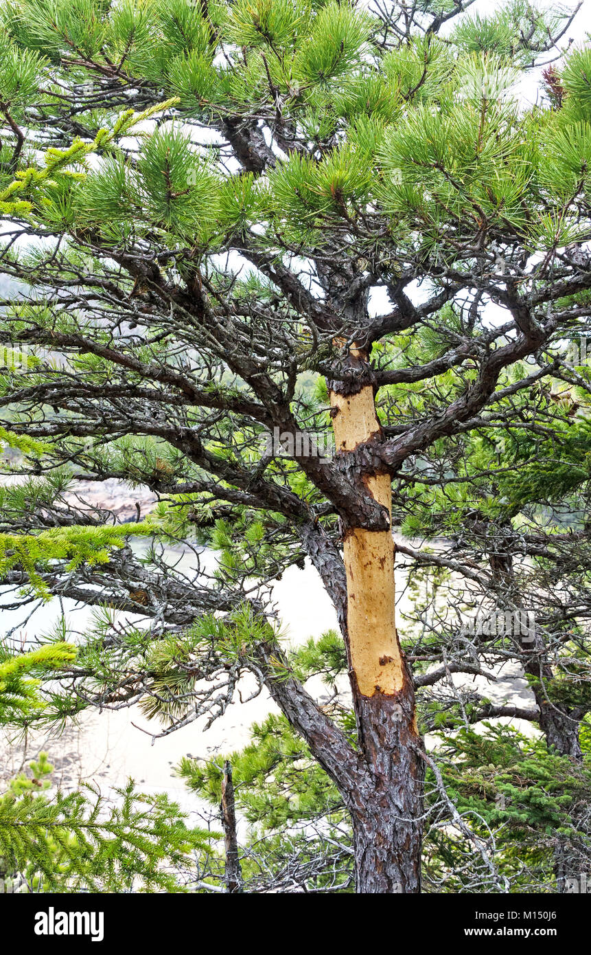 Porcupine damage hi-res stock photography and images - Alamy