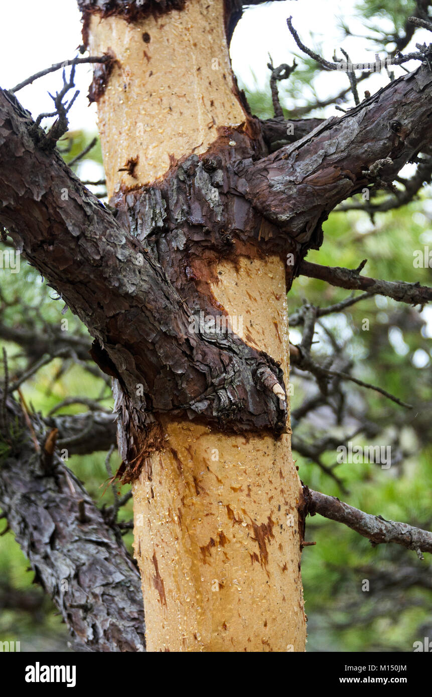 Porcupine damage hi-res stock photography and images - Alamy