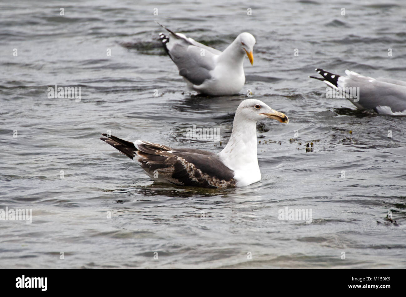 Atlantic herring swimming hi-res stock photography and images - Alamy