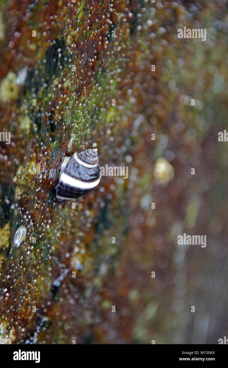Dog Whelk High Resolution Stock Photography and Images - Alamy