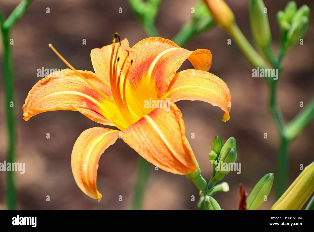 Dere flower hi-res stock photography and images - Alamy