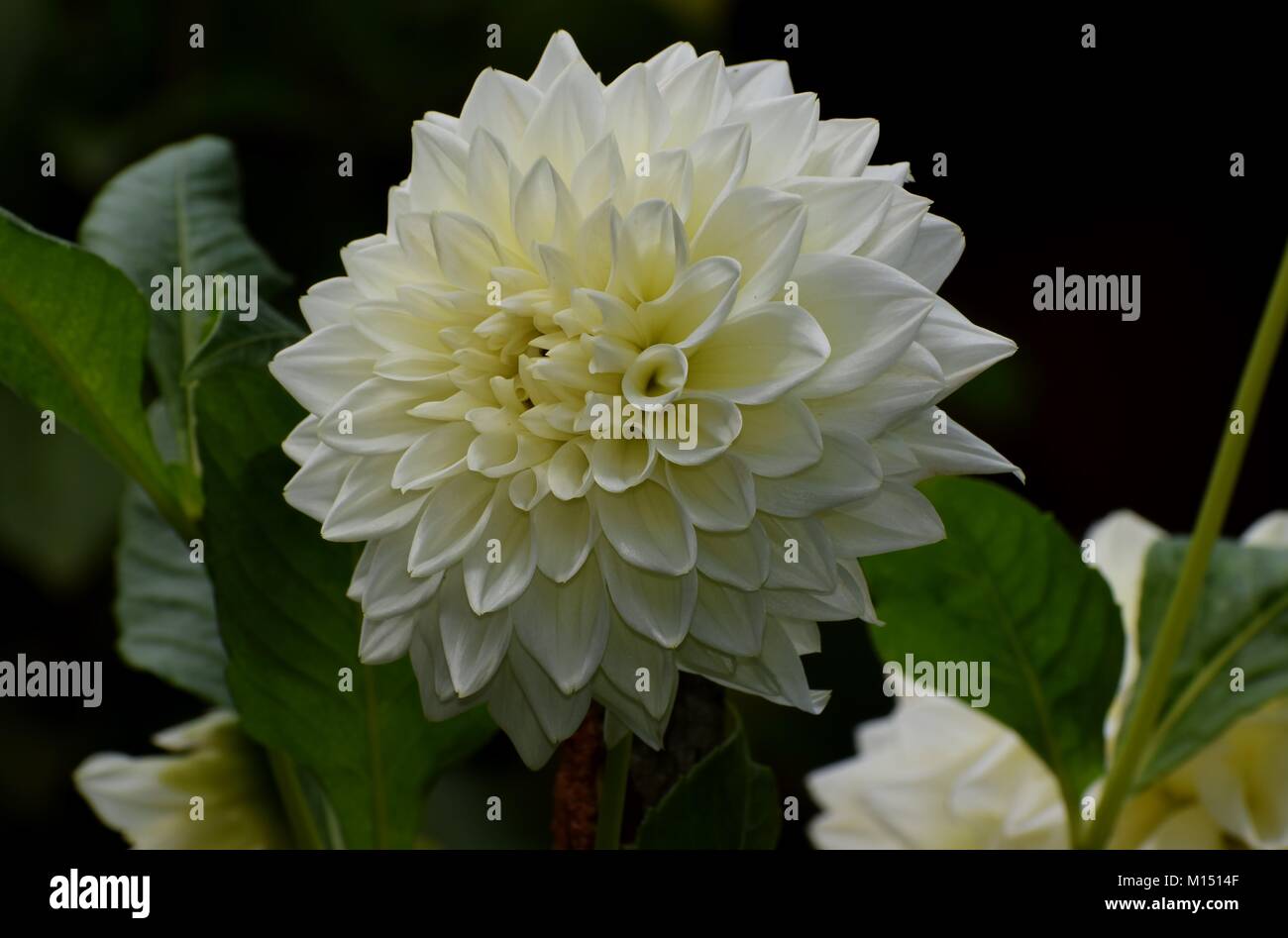 Dere flower hi-res stock photography and images - Alamy