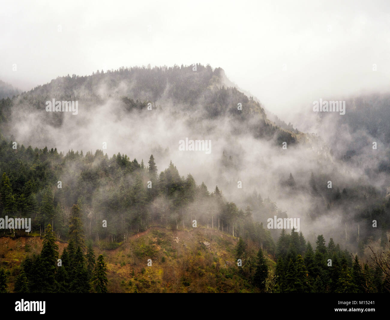 Mountain with forest and clouds touching the trees Stock Photo - Alamy