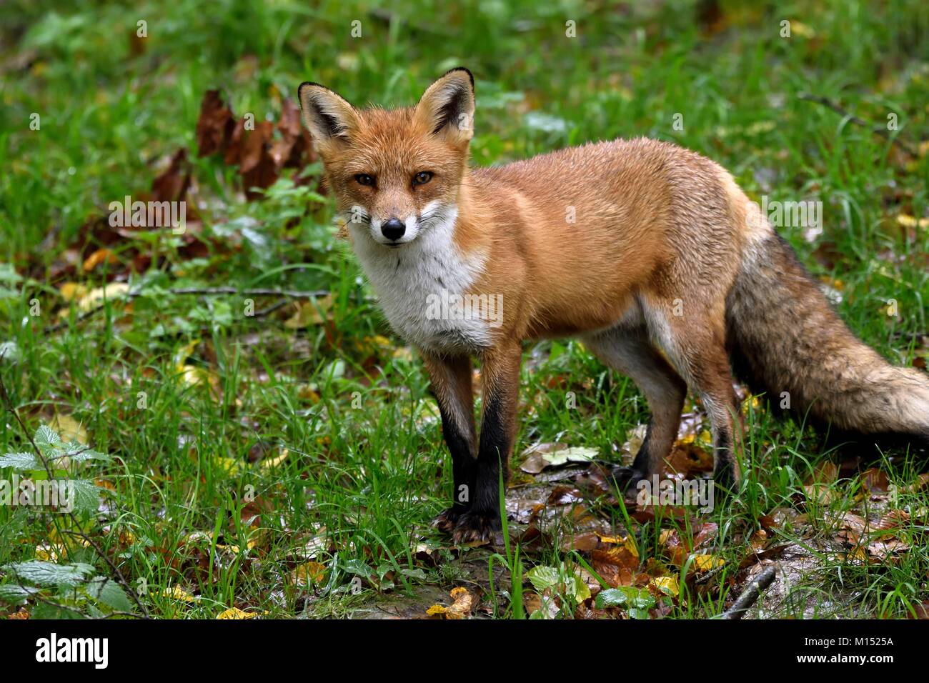 France, Moselle, Rhodes, Sainte Croix wildlife park, Fox (Vulpes vulpes ...