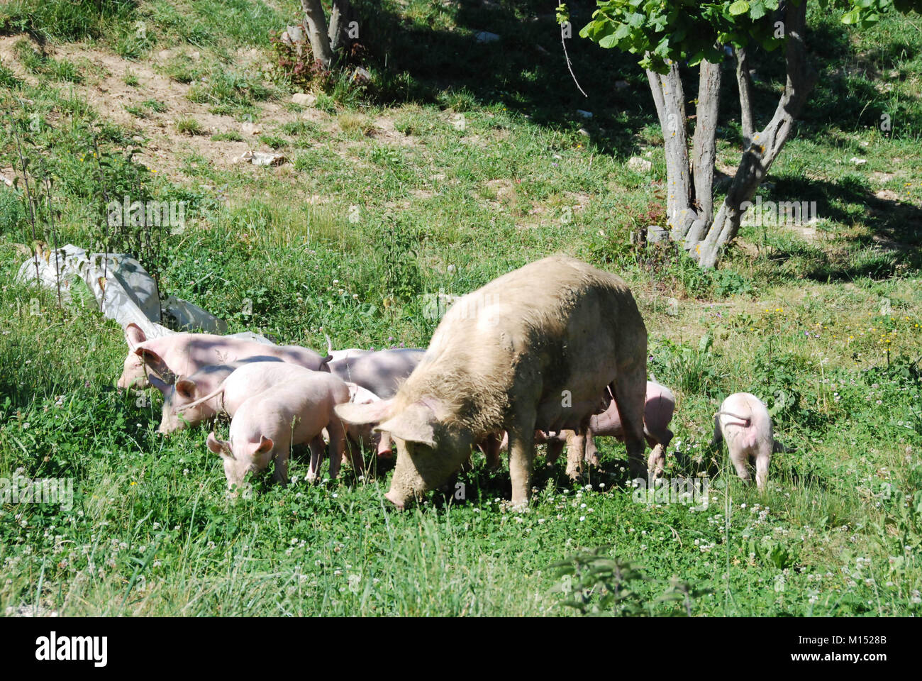 Some piglets looking for food Stock Photo - Alamy