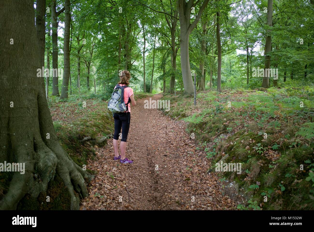 France normandy forest hi-res stock photography and images - Alamy
