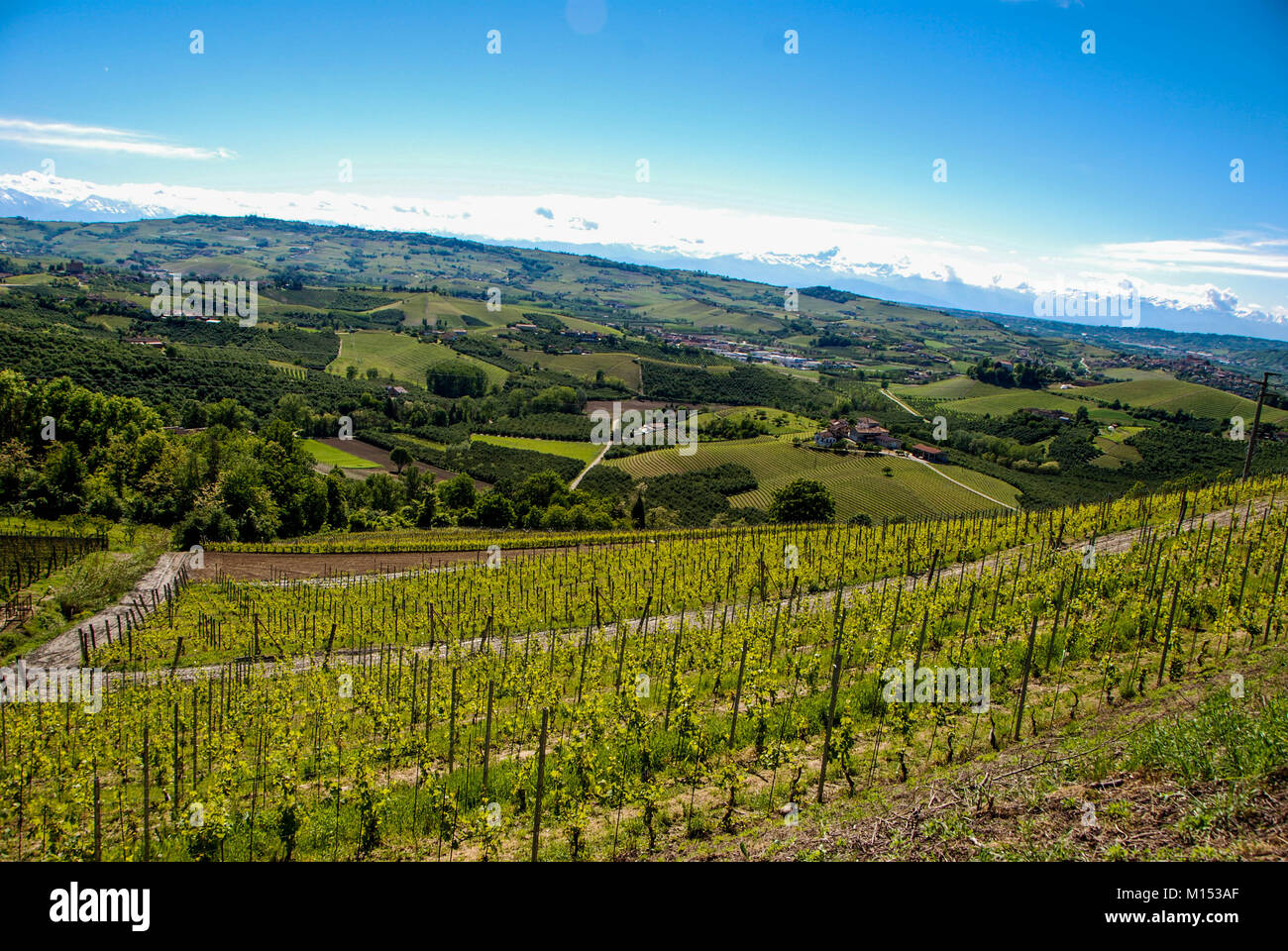 View of Langhe hills with vineyards and the Alps mountains in the ...