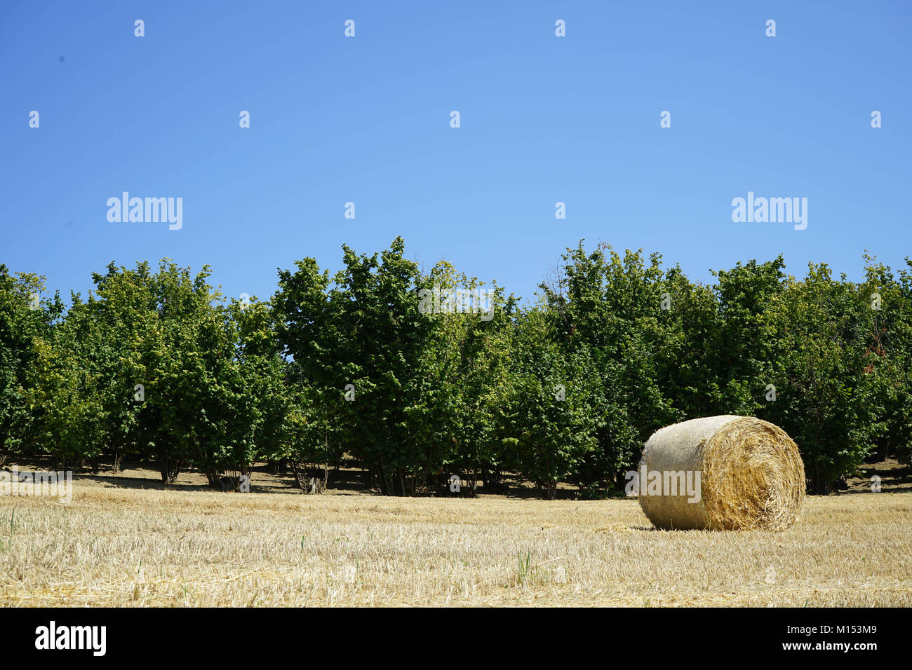 Country landscape with hay bales Stock Photo - Alamy