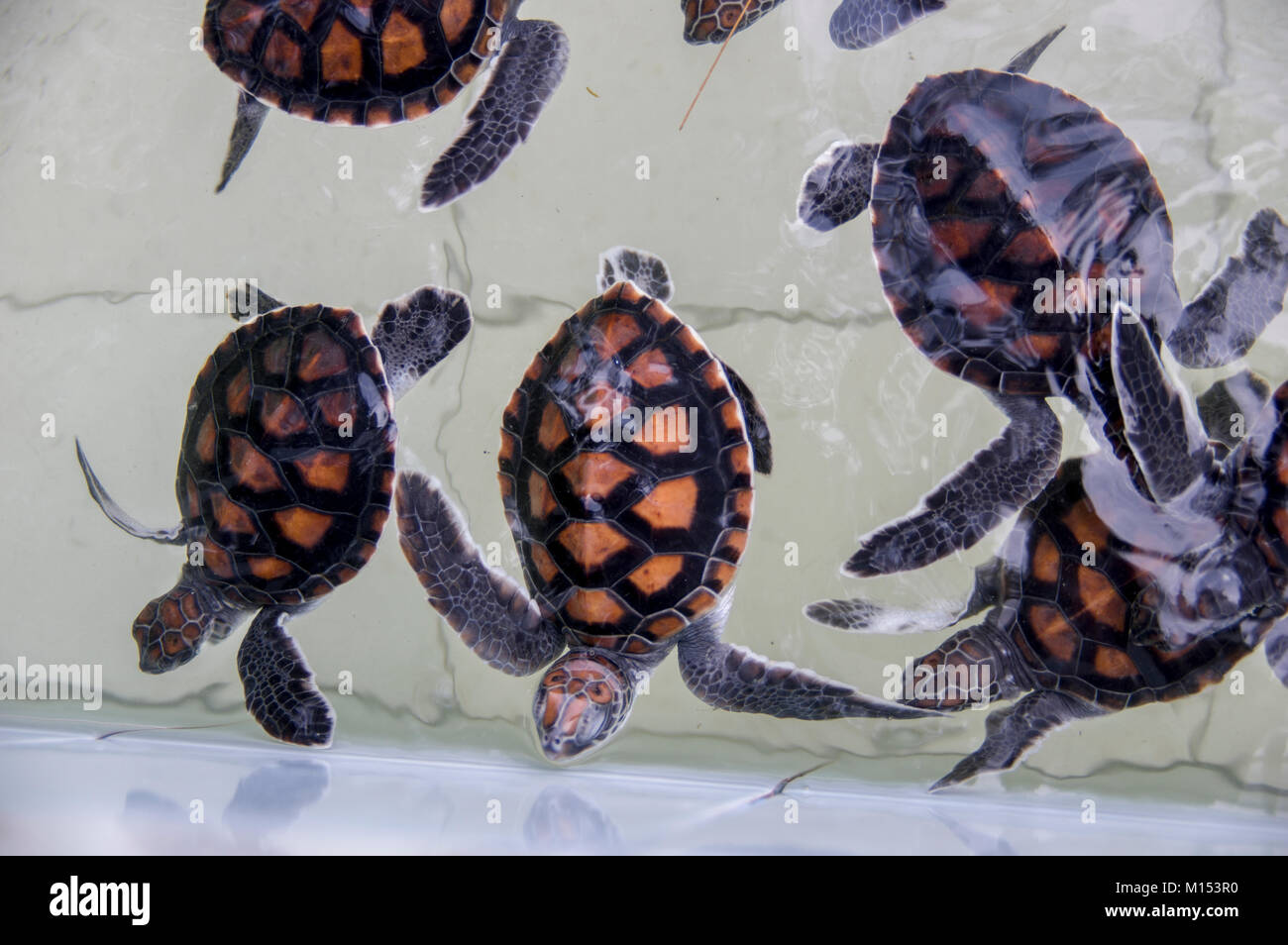 Young turles paddling hi-res stock photography and images - Alamy