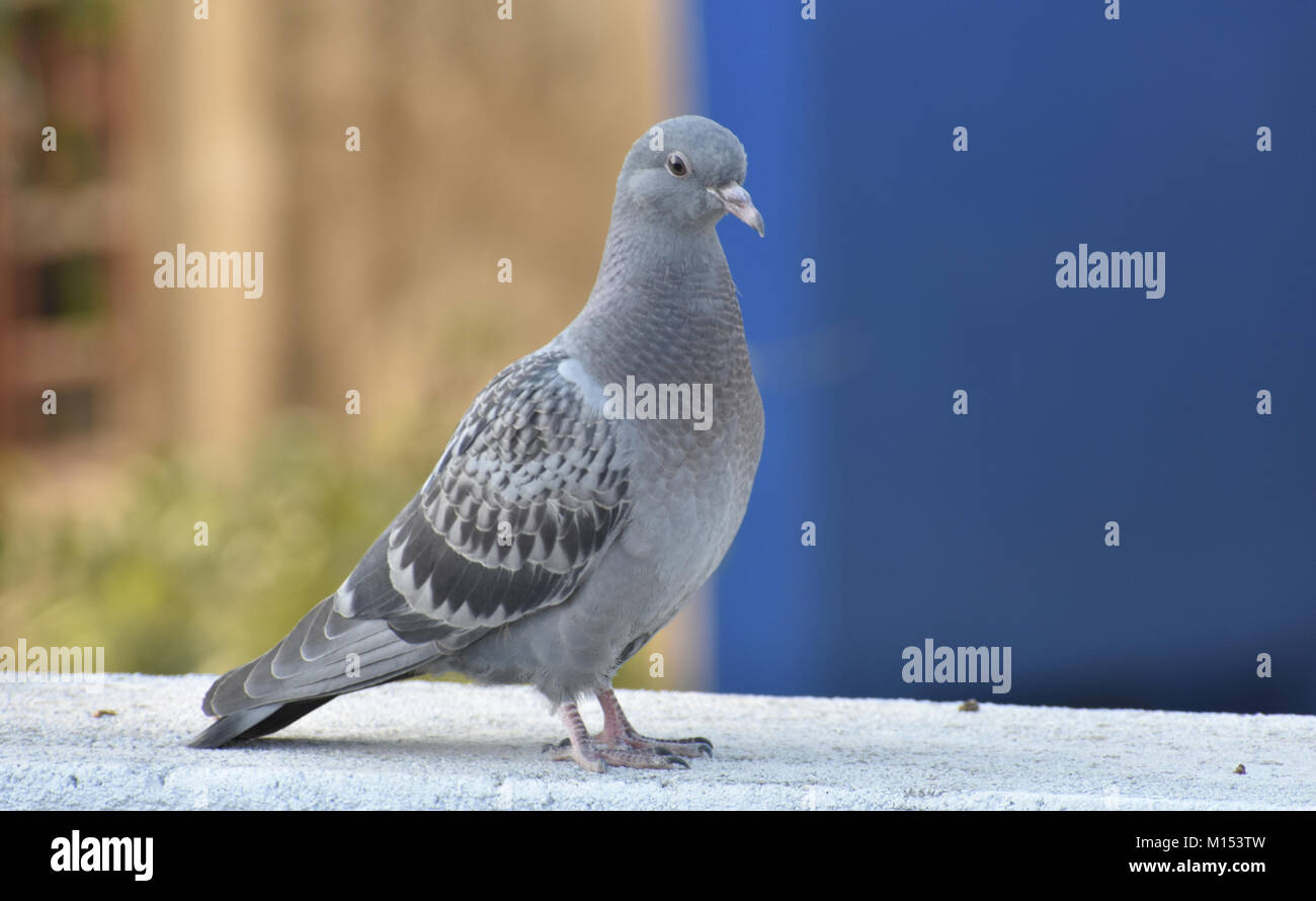 Grey Pigeon