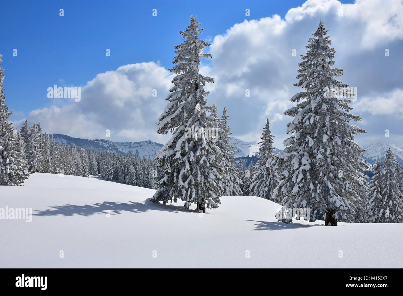 Winter wonderland with snow-covered trees in the European Alps. Bavaria ...
