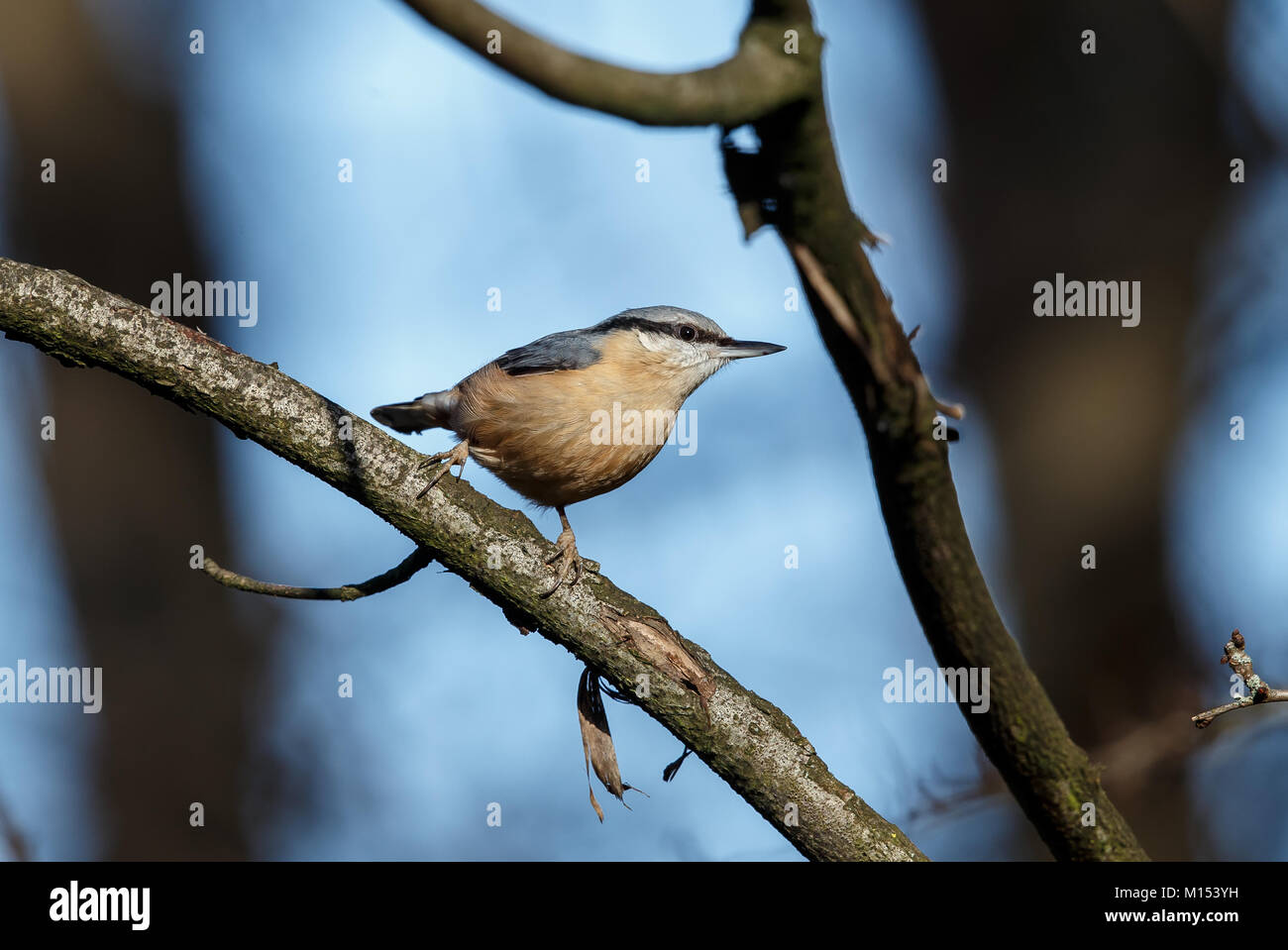 Common nuthatch wood european hi-res stock photography and images - Alamy