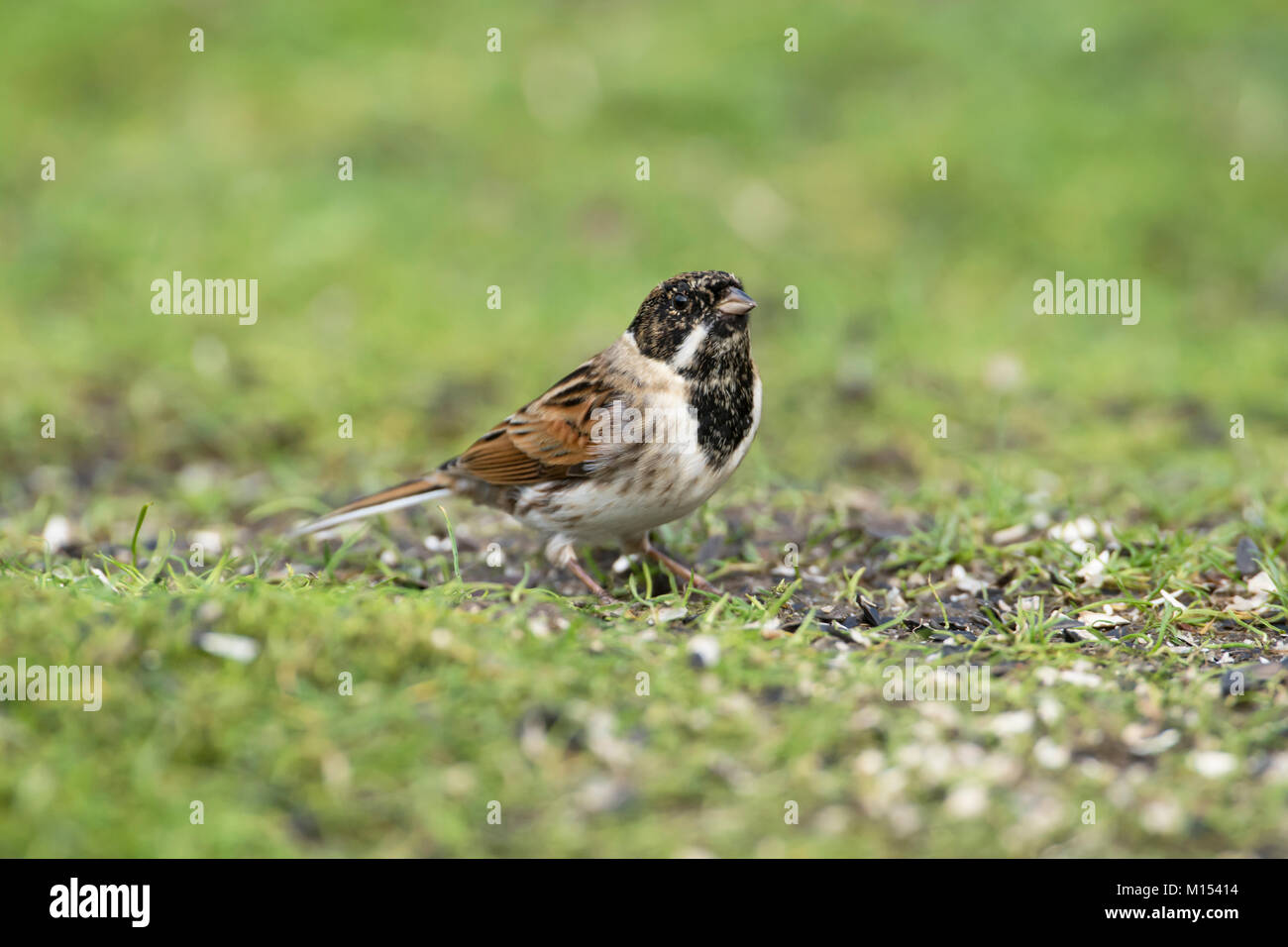 Male reed bunting (Emberiza schoeniclus) foraging on the ground at a ...