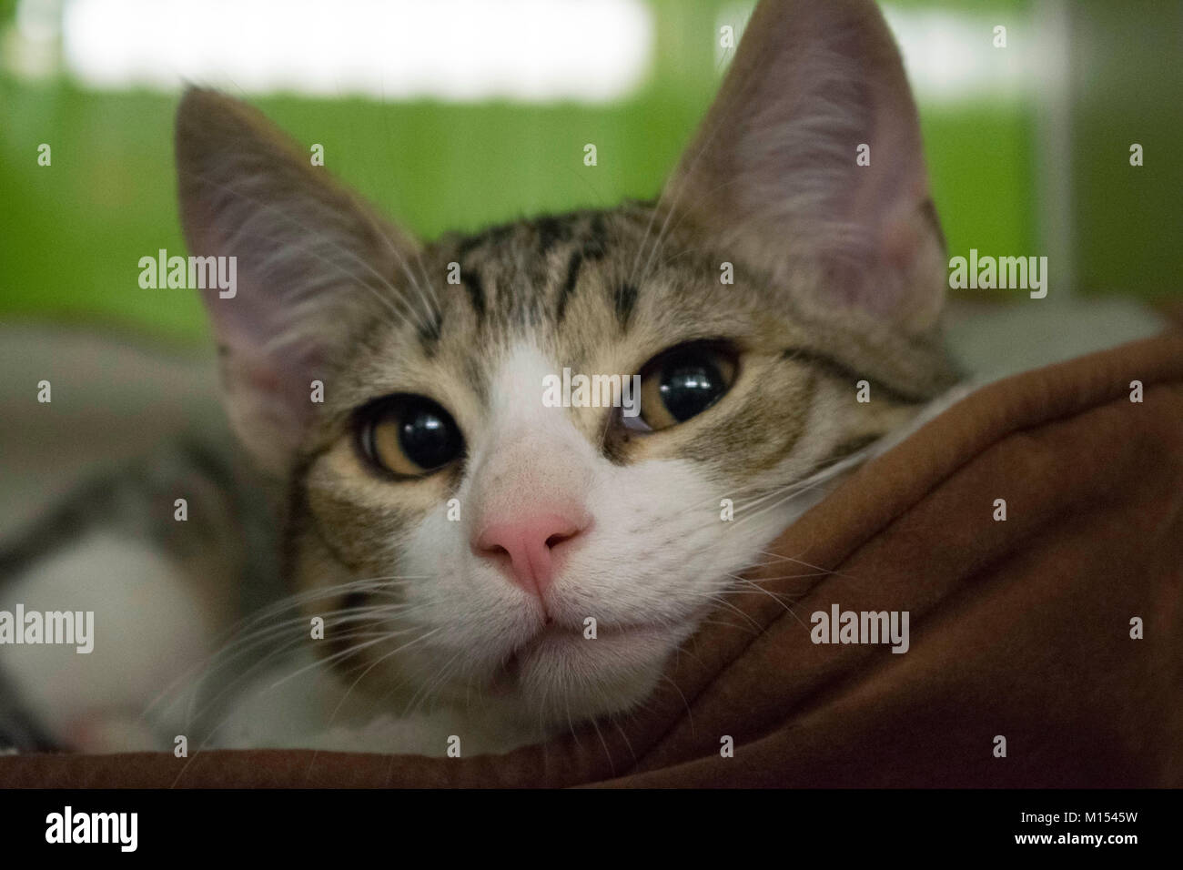 A kitten waits for adoption at the local animal shelter Stock Photo - Alamy