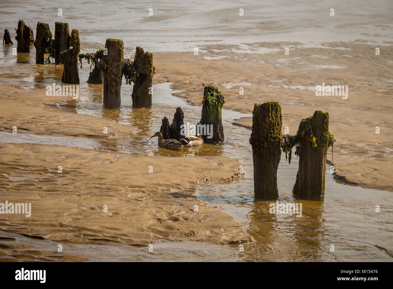 Wooden stakes and ducks on a beach, seen at Sandsend Beach near Whitby ...