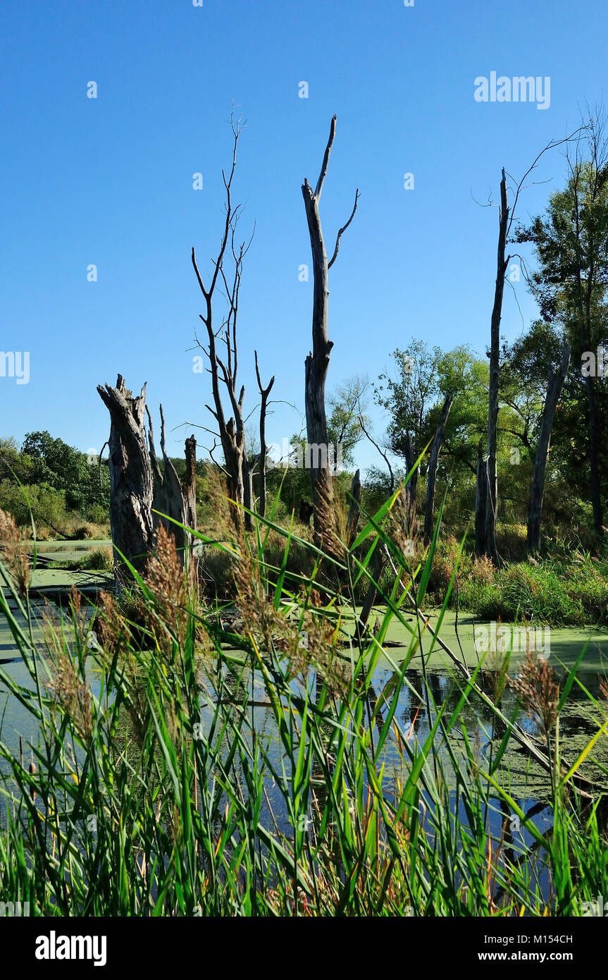 Wetland marsh in Northern Illinois, USA Stock Photo - Alamy