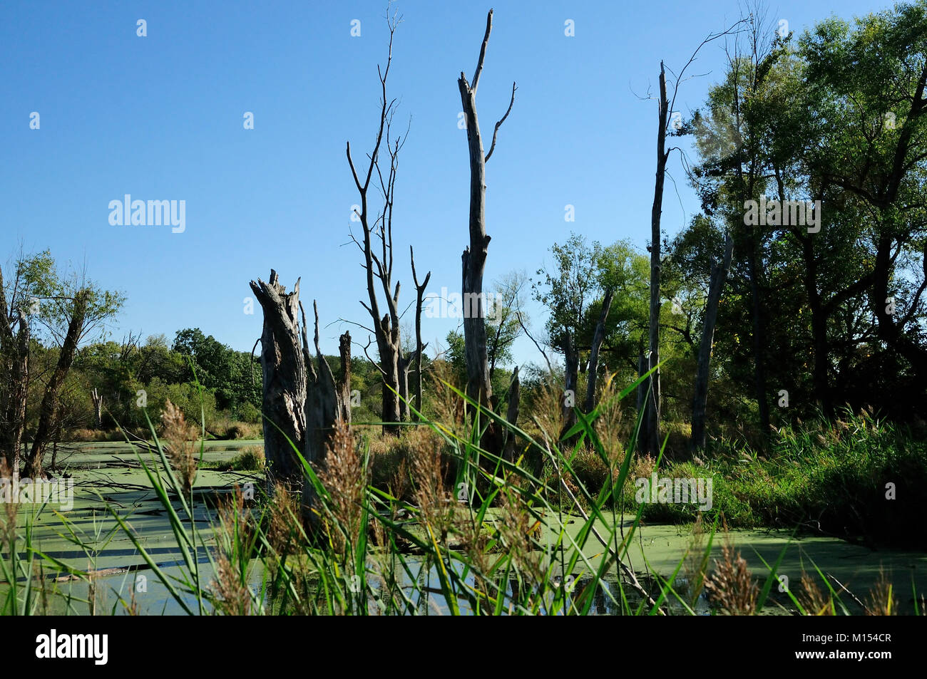 Wetlaand hi-res stock photography and images - Alamy