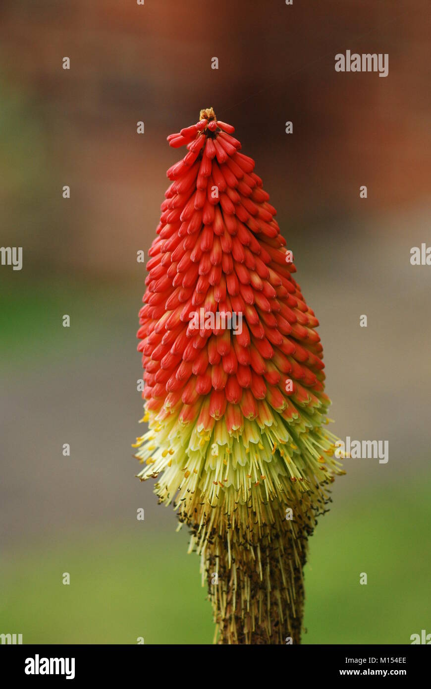plant with bokeh Stock Photo - Alamy