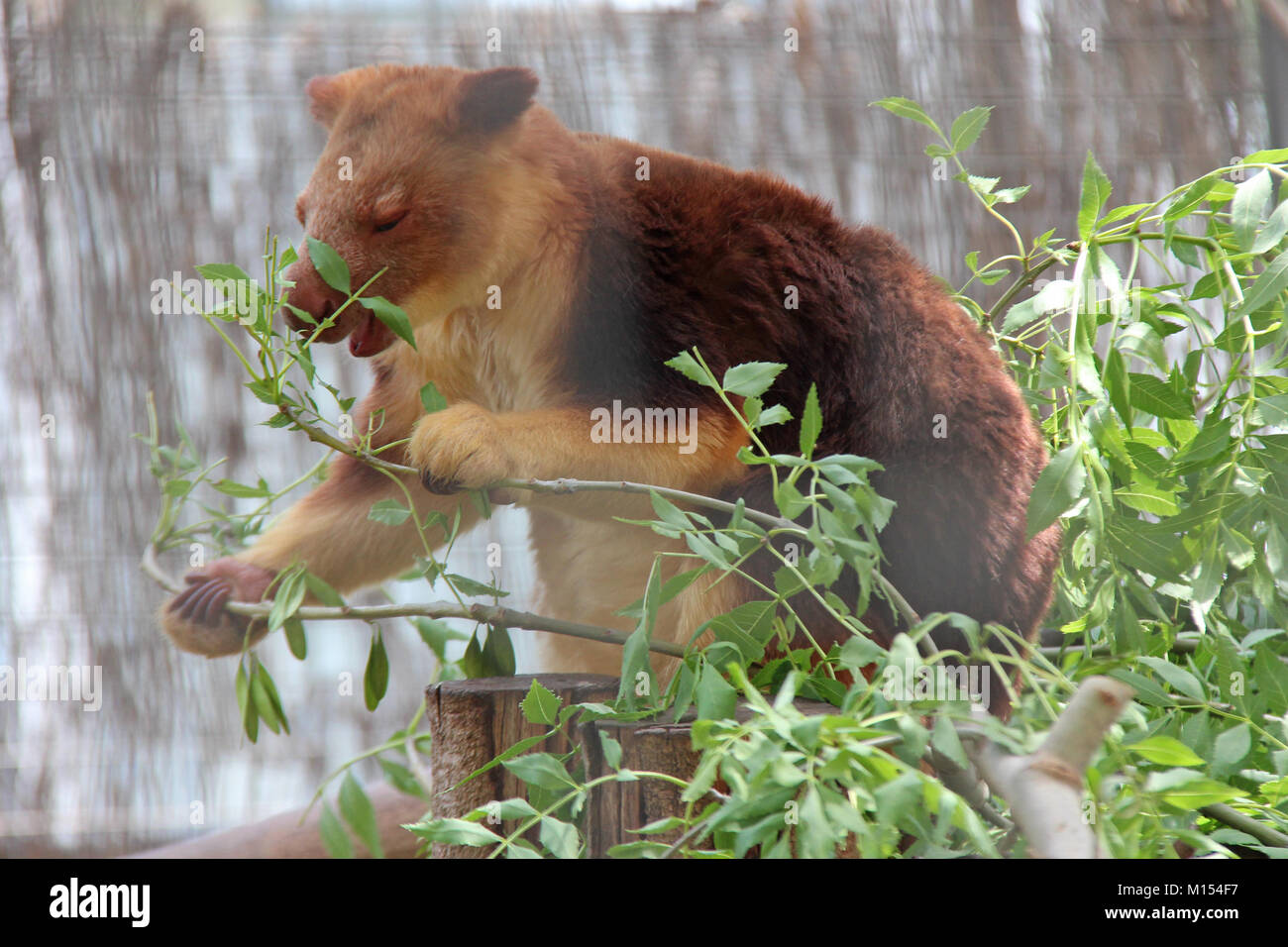 A tree-kangaroo in a zoo in Adelaide (Australia Stock Photo - Alamy